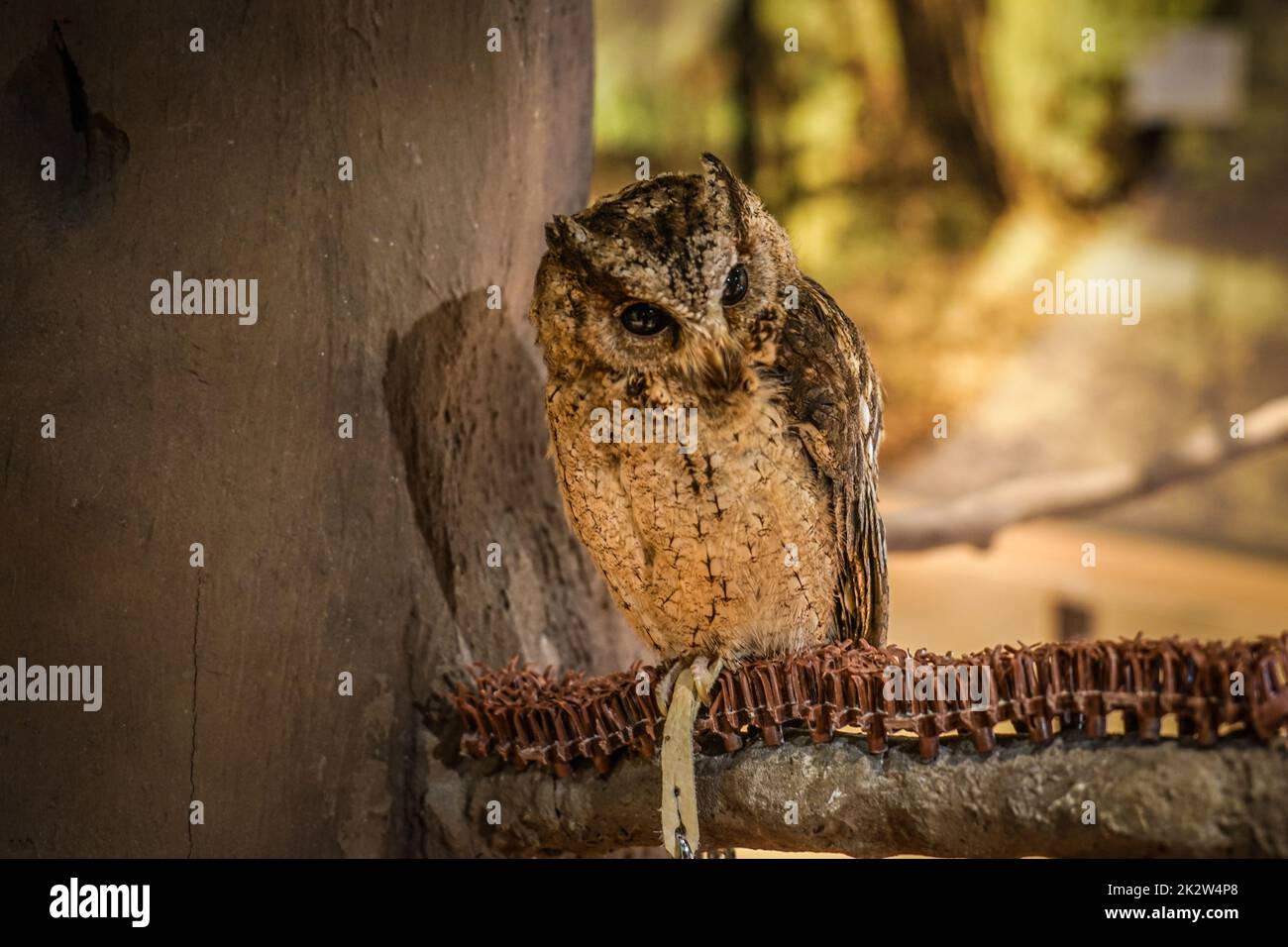 Cute owl image Stock Photo - Alamy