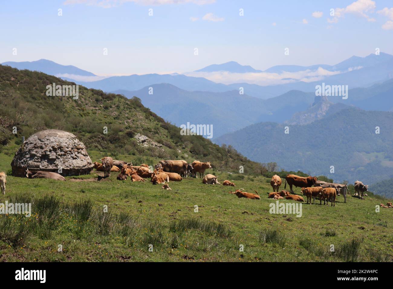 beautiful cows eating green grass feeding to give milk and meat Stock ...