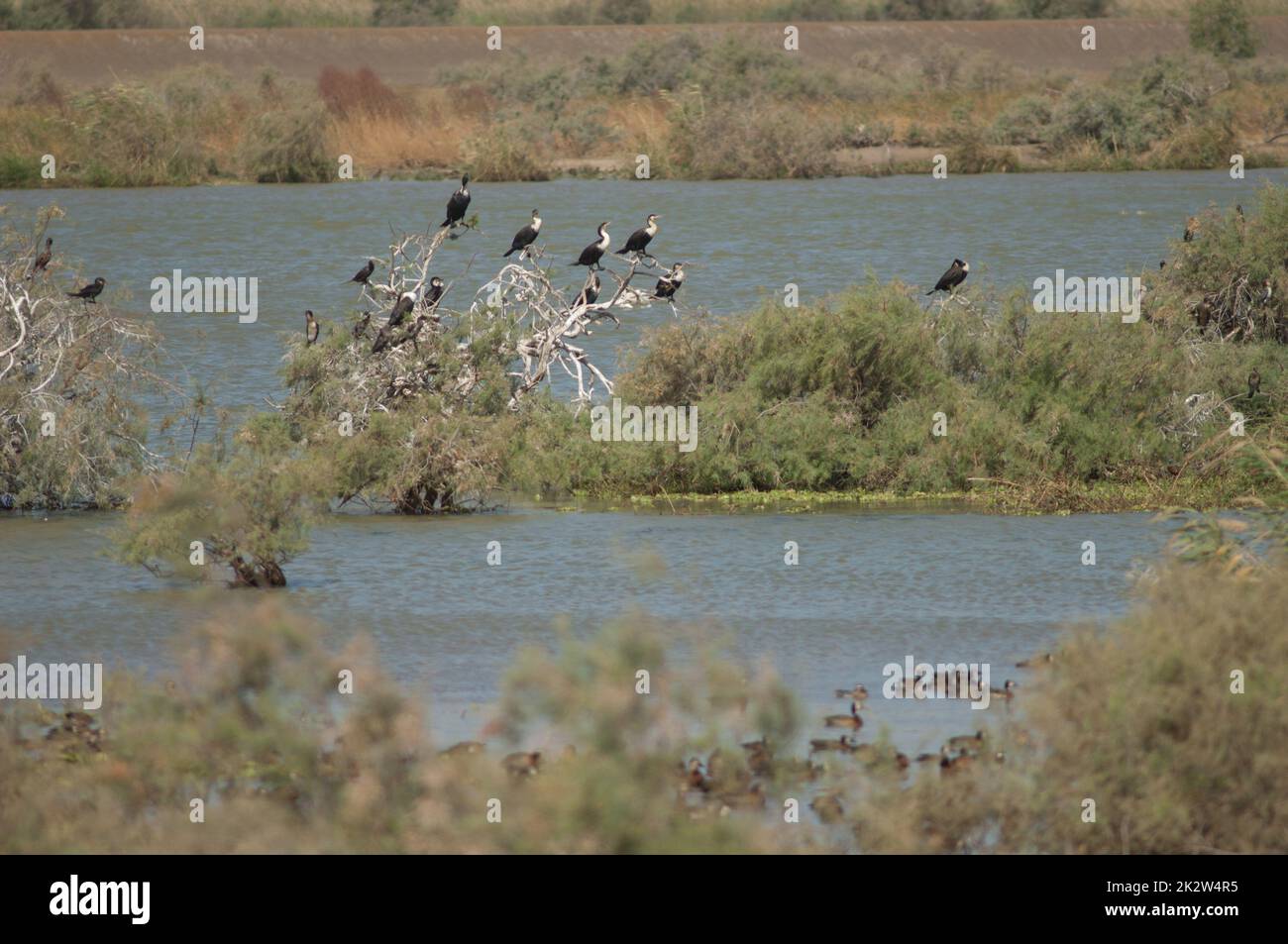Great cormorants Phalacrocorax carbo on a tree Stock Photo - Alamy