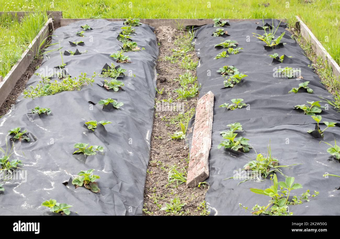 Neat long beds of strawberries covered with black agrofibre. A green ...