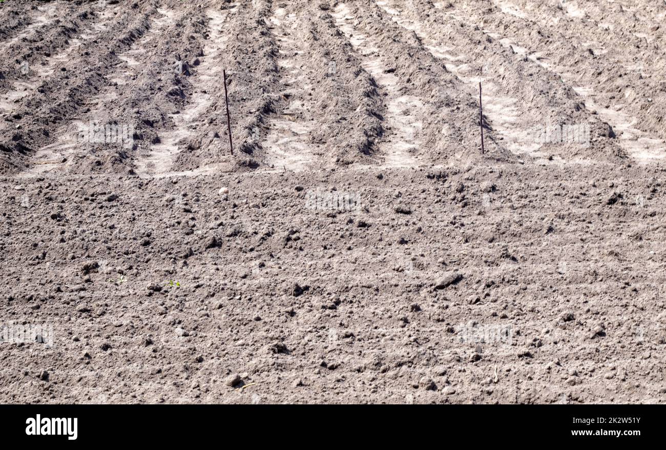 Long flat top rows, furrows, mounds for newly planted potatoes in a ...