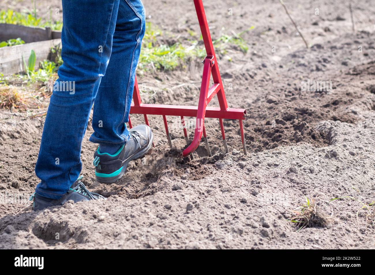 A farmer in jeans digs the ground with a red fork-shaped shovel. A ...