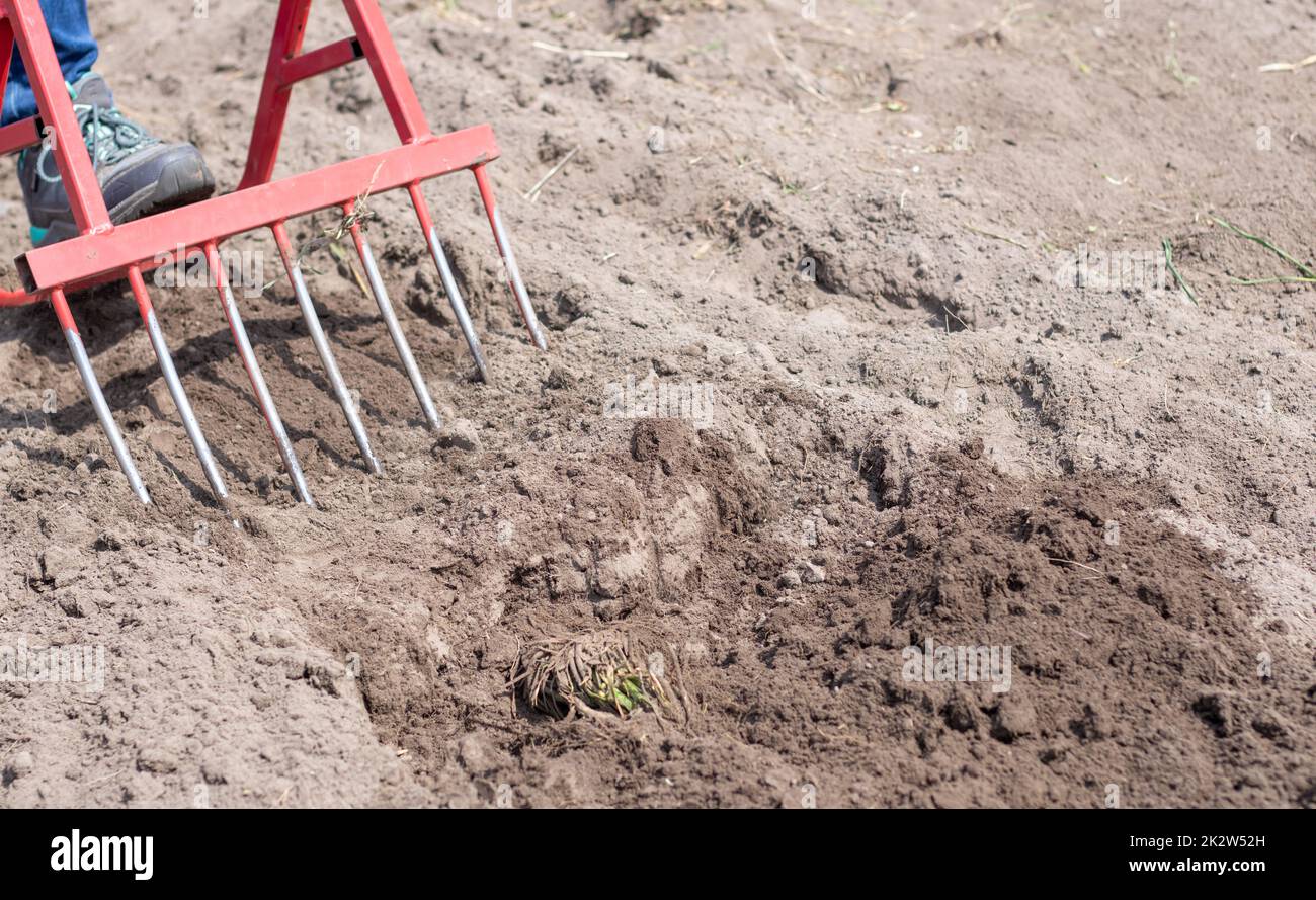 A farmer in jeans digs the ground with a red fork-shaped shovel. A ...