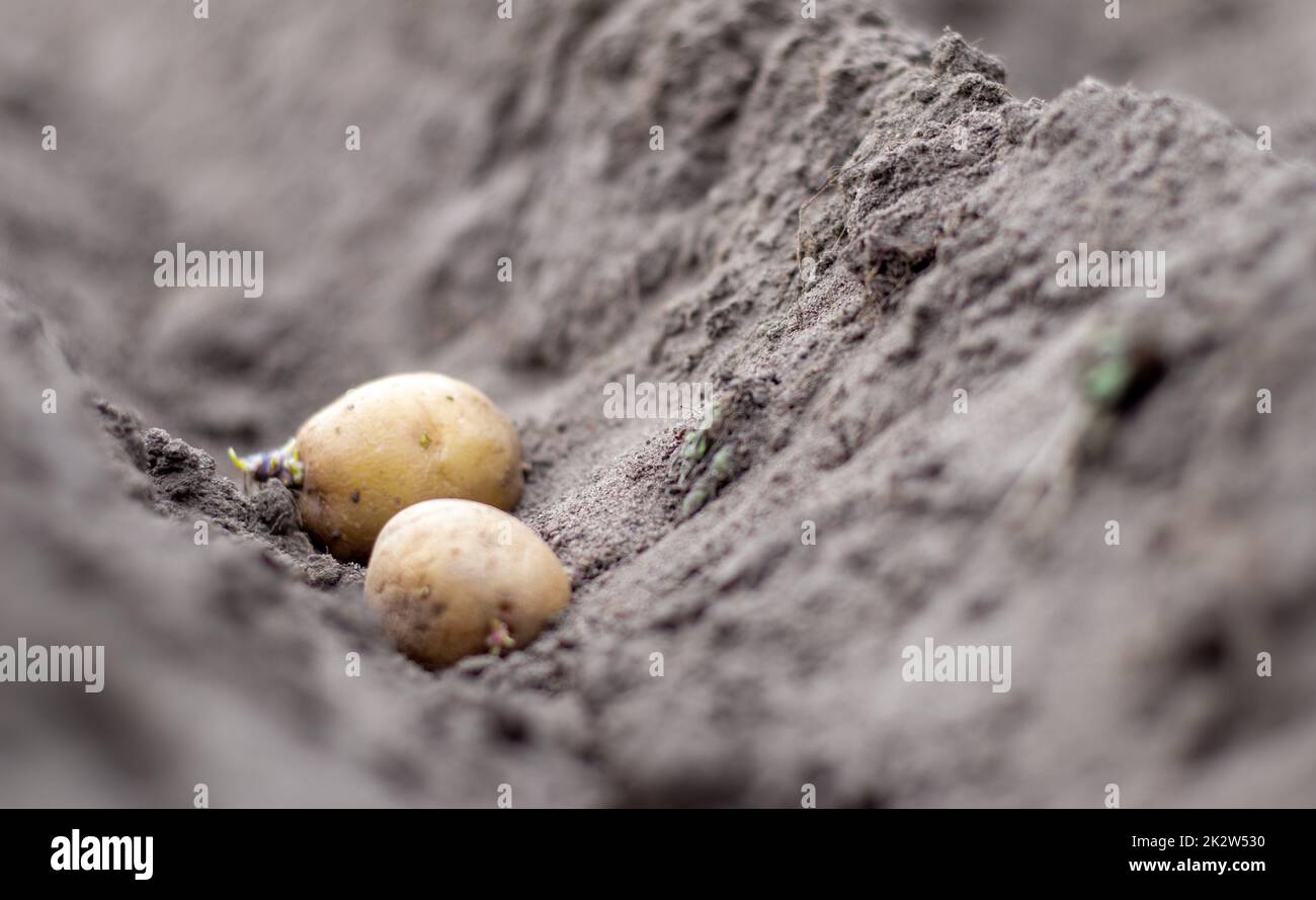 Sprouted potato tuber in the ground when planting. Selective focus ...