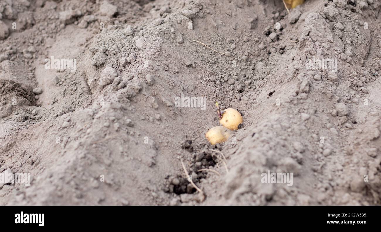 Sprouted potato tuber in the ground when planting. Selective focus ...