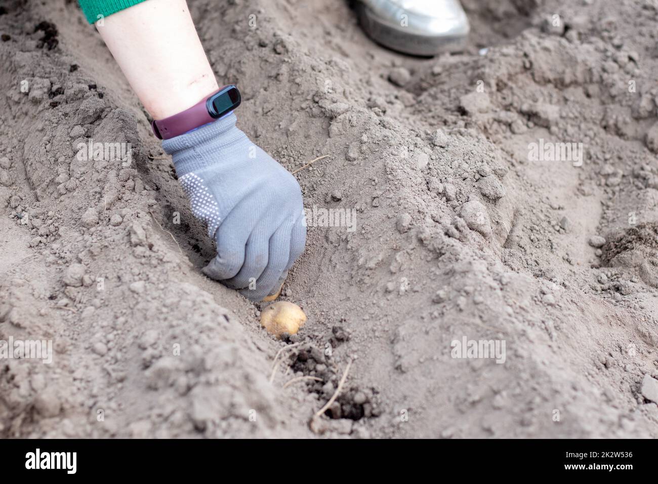 A woman farmer manually plants potato tubers in the ground. Preparing ...