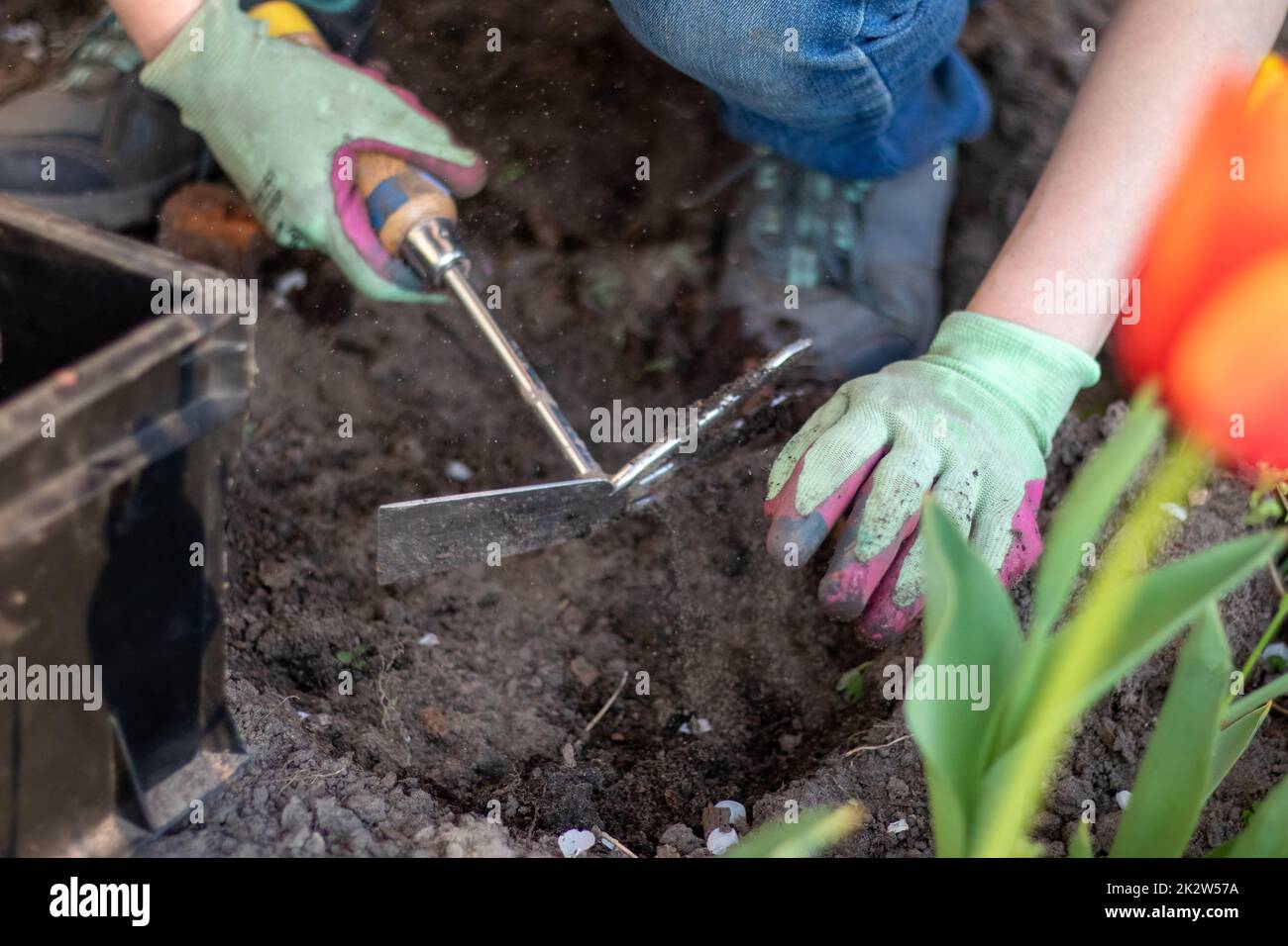 The gardener rakes the soil for planting. To work in the garden. Women ...