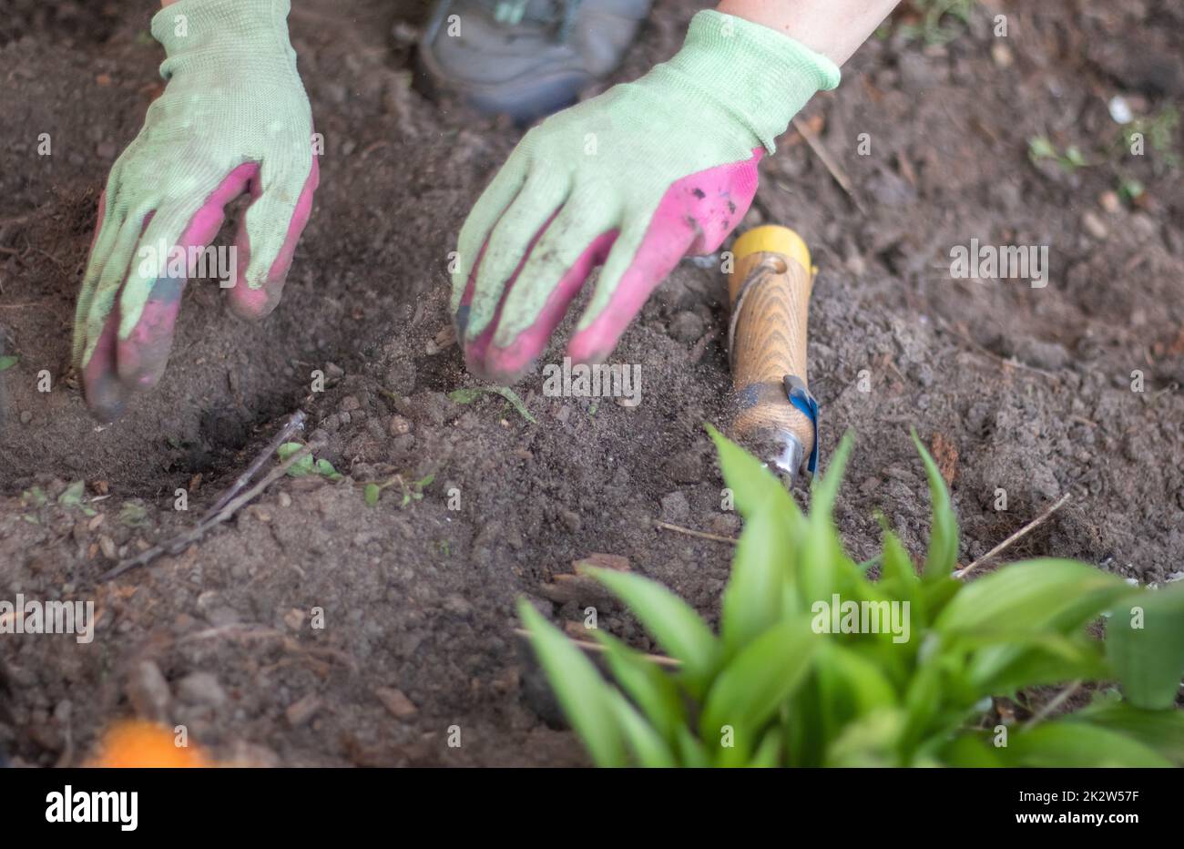The gardener rakes the soil for planting. To work in the garden. Women ...