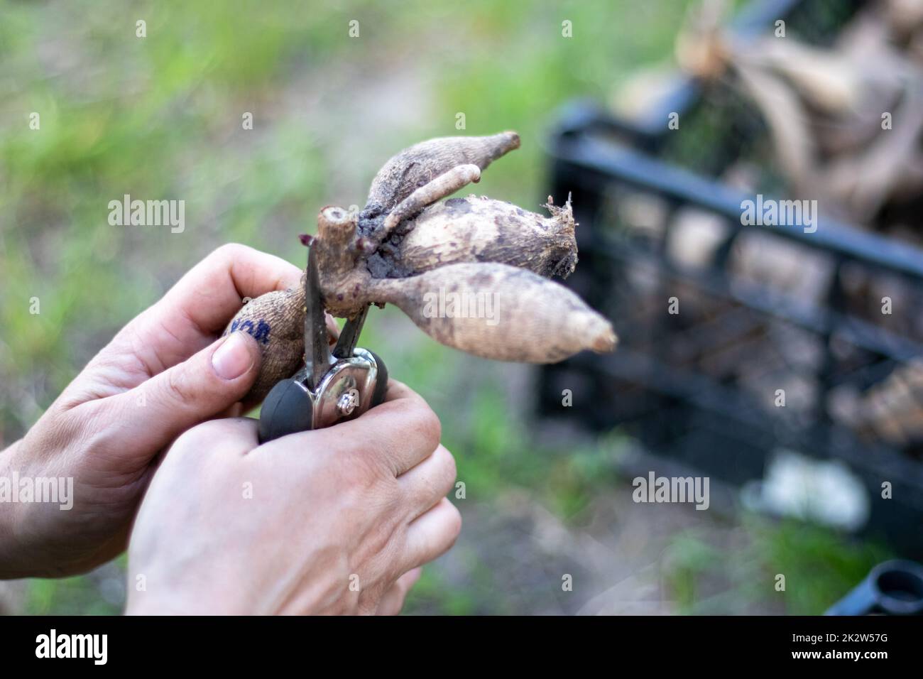 The gardener sorts out dahlia tubers. Plant root care. Dahlia tubers on ...