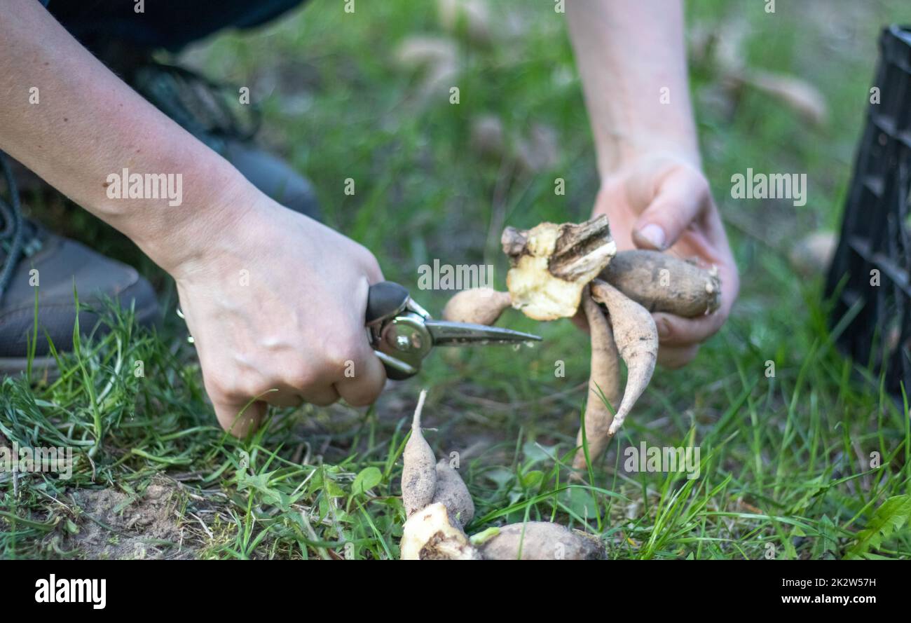 The gardener sorts out dahlia tubers. Plant root care. Dahlia tubers on ...