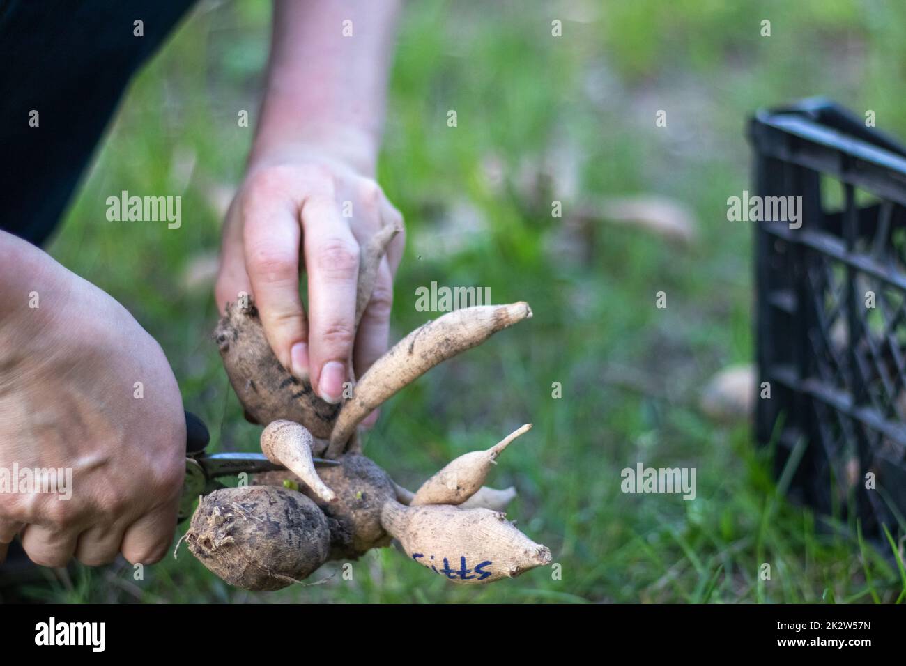 Dahlia tubers sprouting hi-res stock photography and images - Alamy