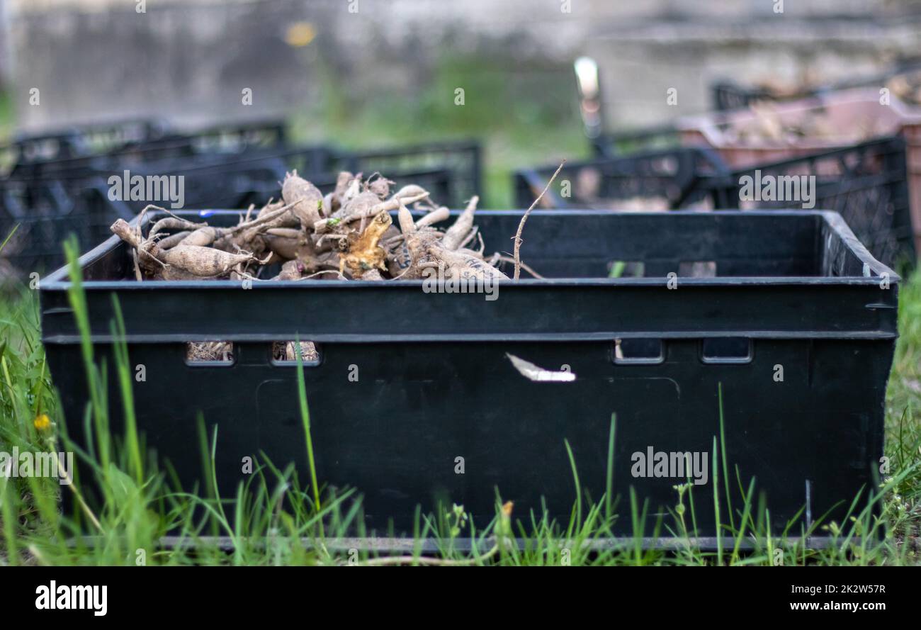 Plastic black garden boxes with dahlia flower roots. Flower tubers dry ...