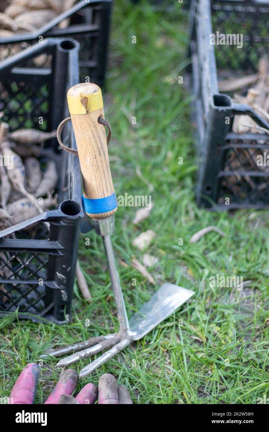 Plastic black garden boxes with dahlia flower roots. Flower tubers dry ...