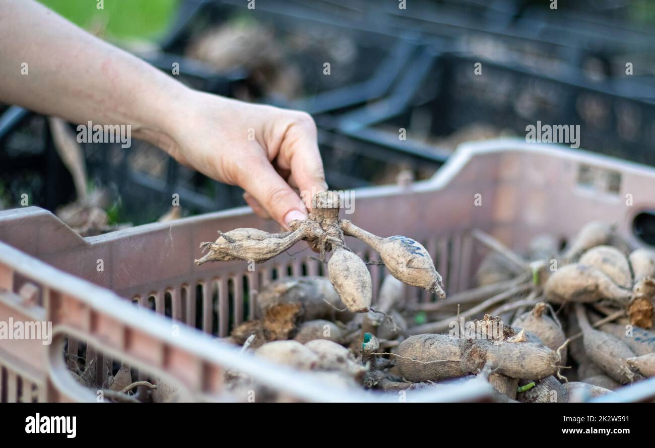 Plastic black garden boxes with dahlia flower roots. Flower tubers dry ...