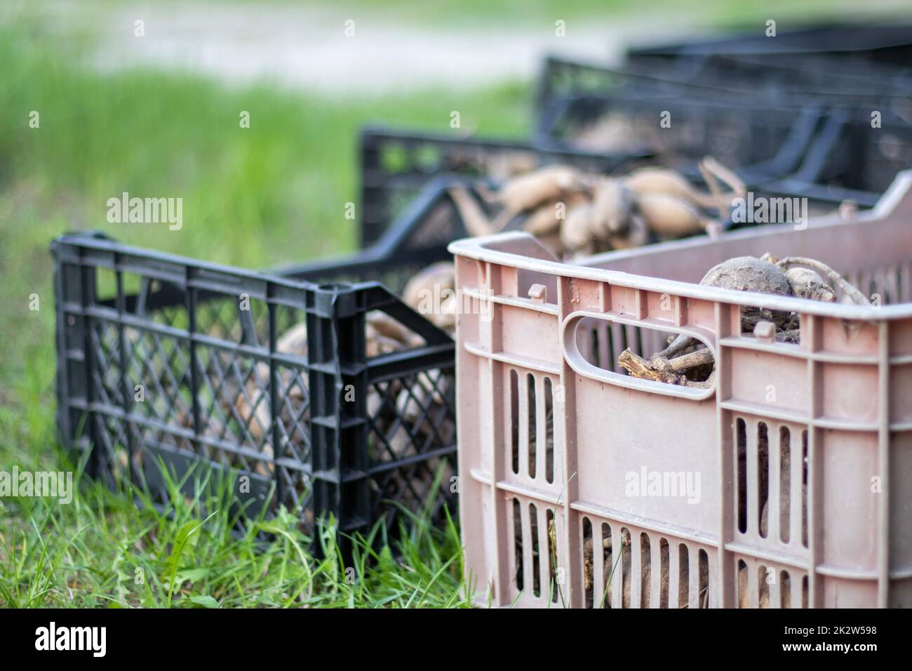 Large dahlia tubers with dried stems are stacked in plastic boxes ...