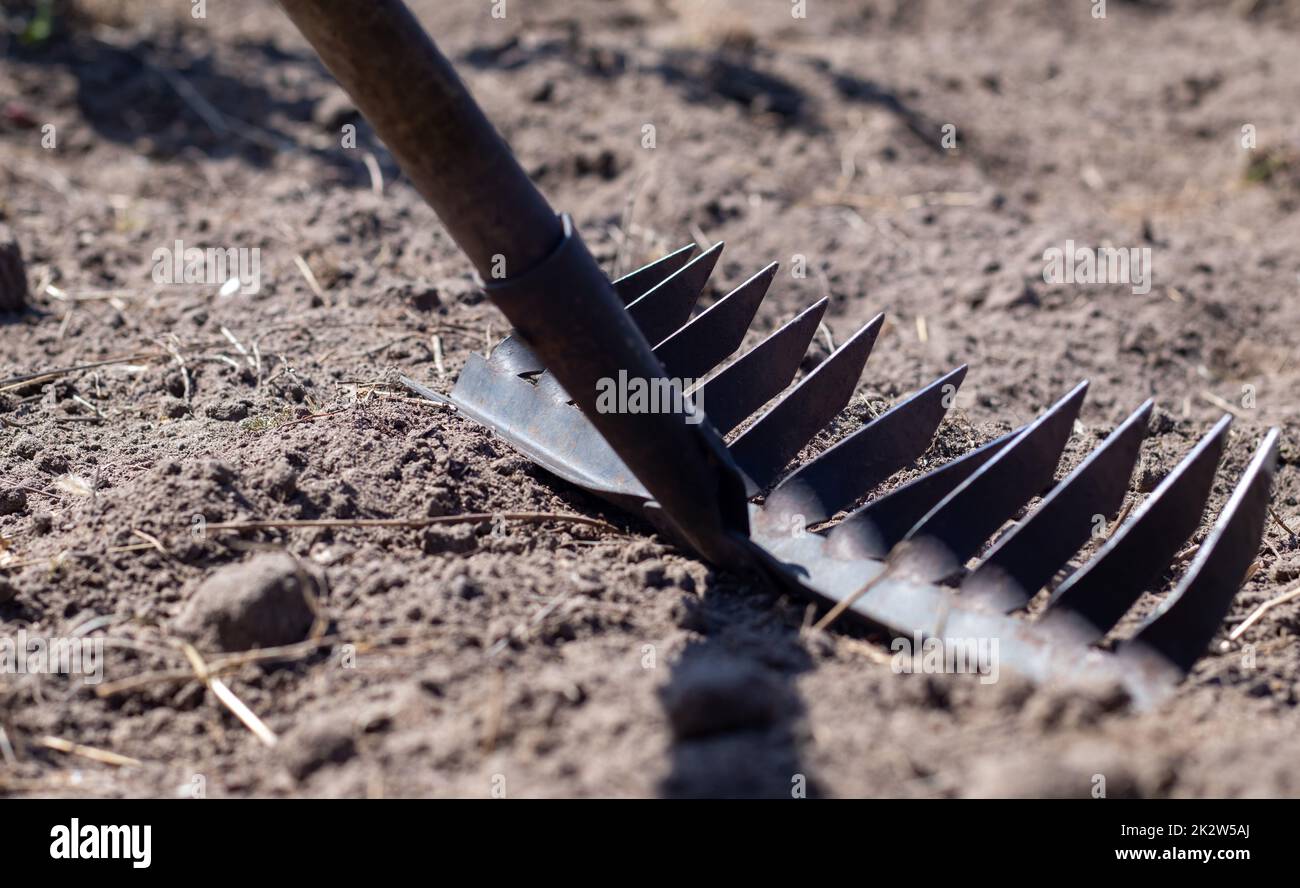 Close up photo of a garden rake on a bed. Old black metal rake on dry ...