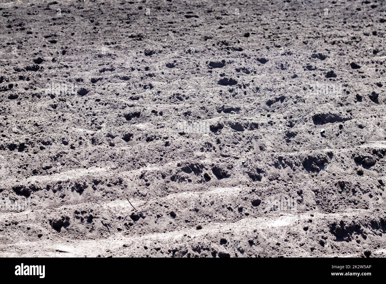 Long flat top rows, furrows, mounds for newly planted potatoes in a ...
