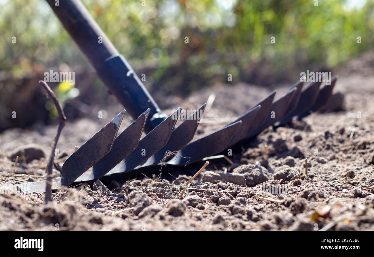 Photo of a garden rake on a bed. Old metal rake in the garden. Spring ...
