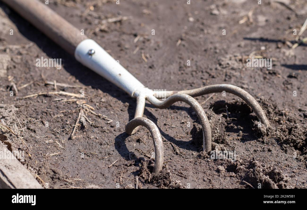 Planting flowers in the garden. A metal small rake with a wooden handle ...