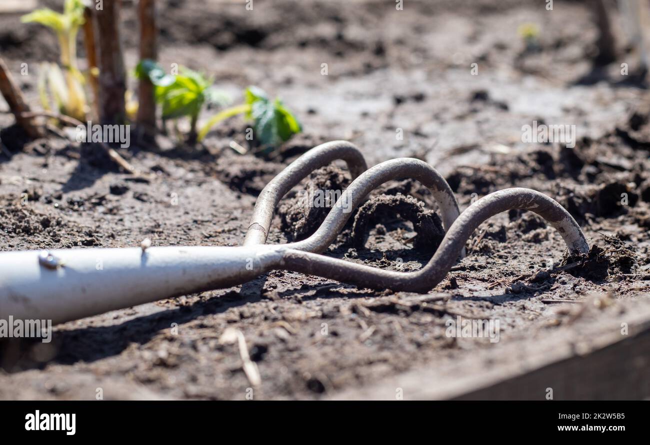 Planting flowers in the garden. A metal small rake with a wooden handle ...