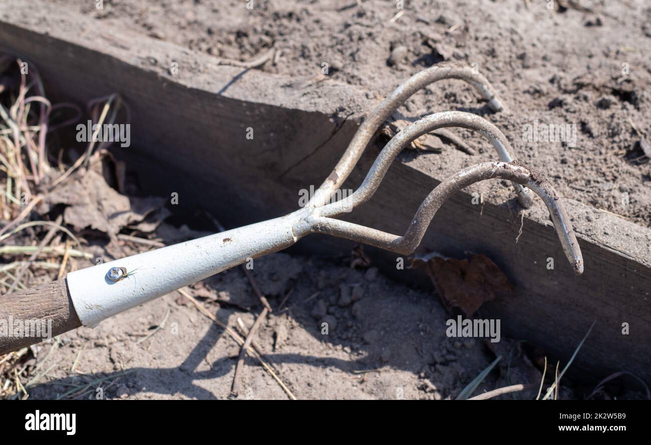 Planting flowers in the garden. A metal small rake with a wooden handle ...