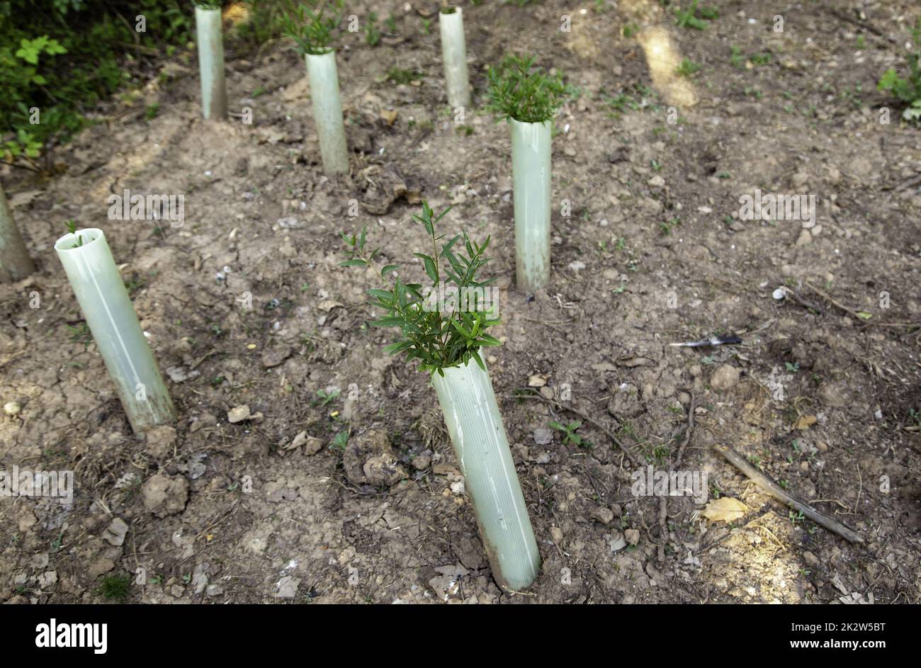 Planting of small trees Stock Photo - Alamy