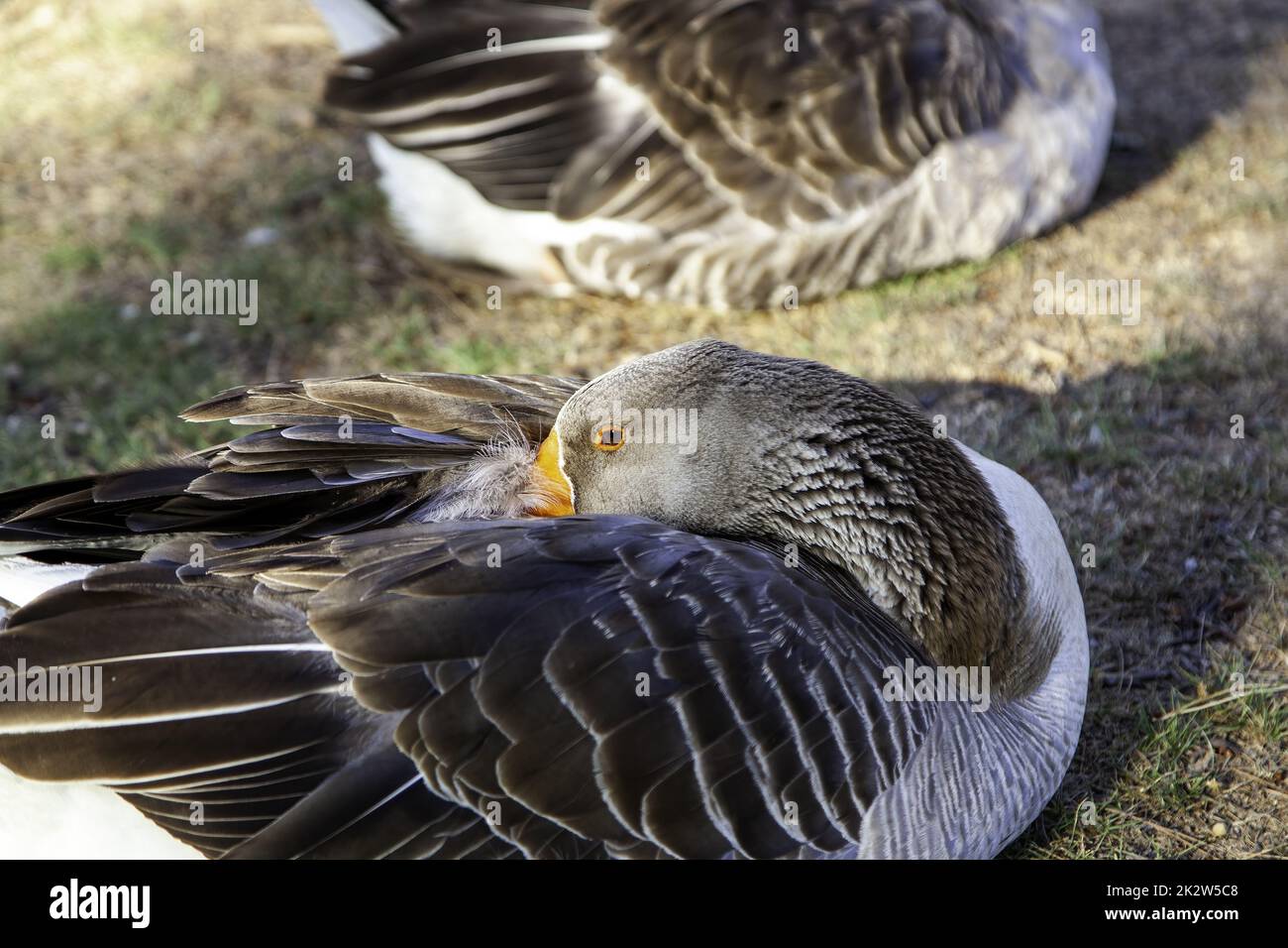 Goose in forest hi-res stock photography and images - Alamy