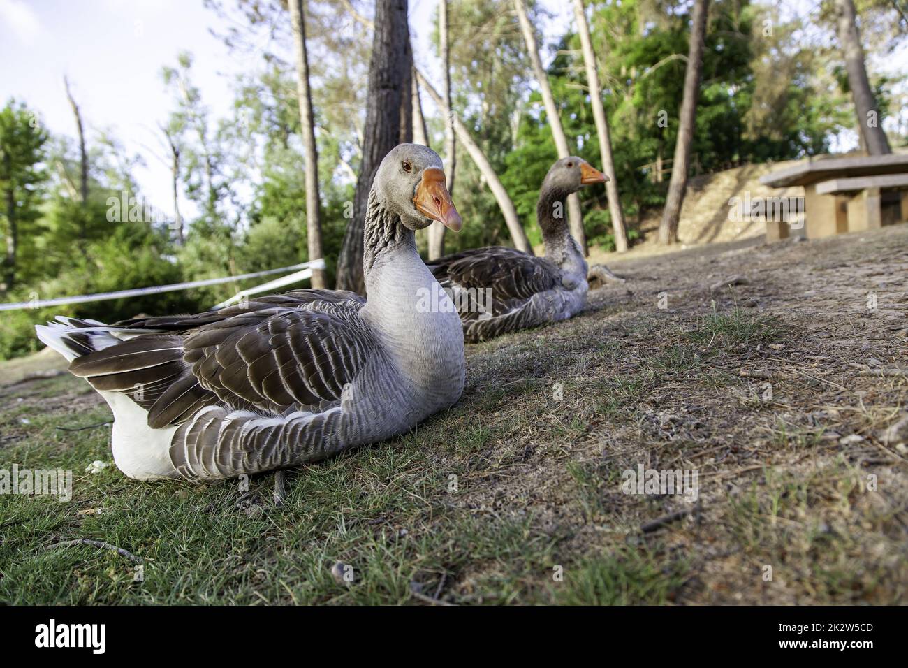 Goose in the forest Stock Photo - Alamy