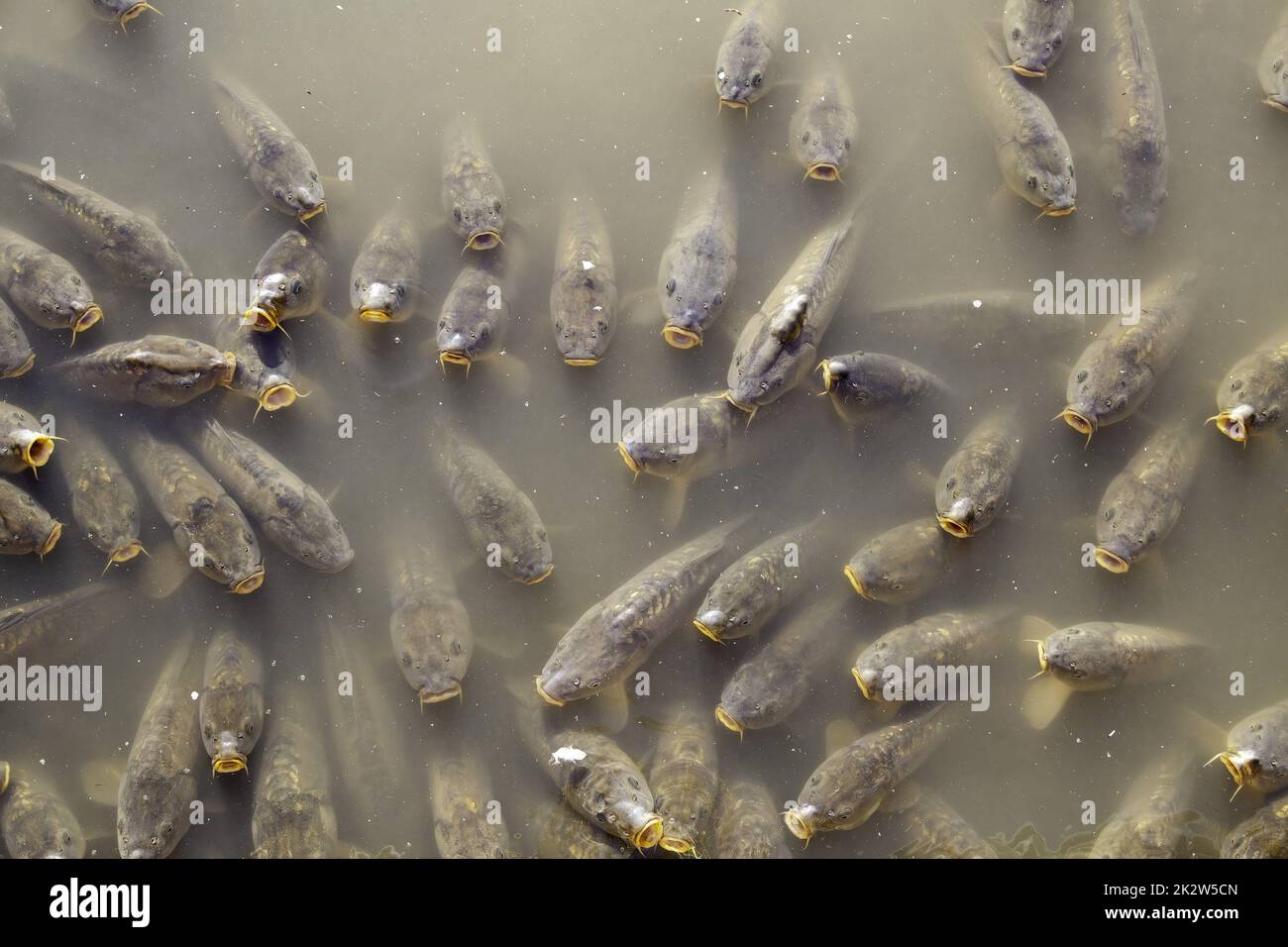 Carps in a pond Stock Photo - Alamy