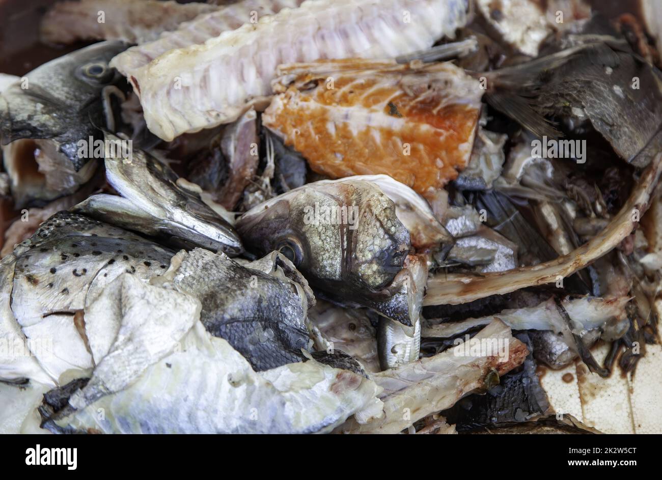 Fish thrown away Stock Photo - Alamy
