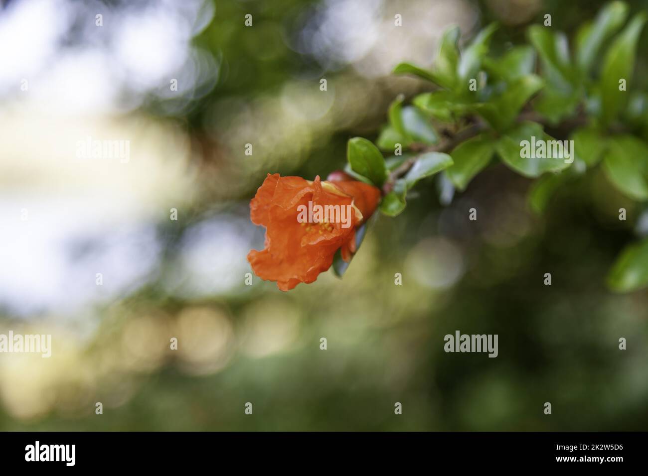 Wild red hi-res stock photography and images - Alamy