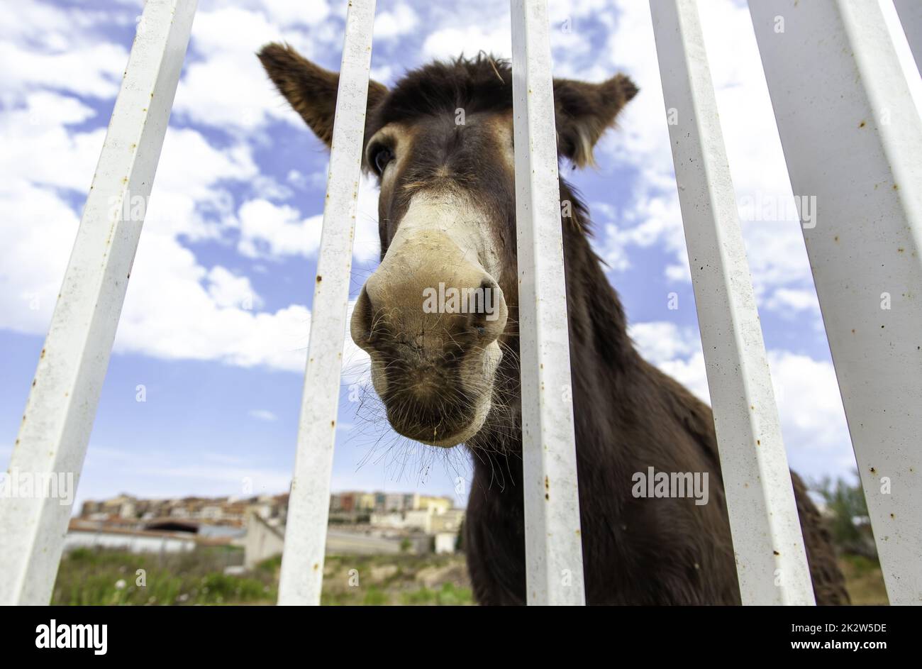 Funny field donkey Stock Photo - Alamy