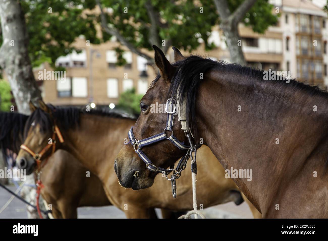 Horse heads on a farm Stock Photo - Alamy