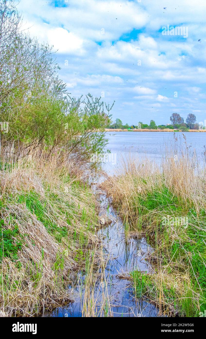 Natural panorama view with moor water coast trees forest Germany Stock ...