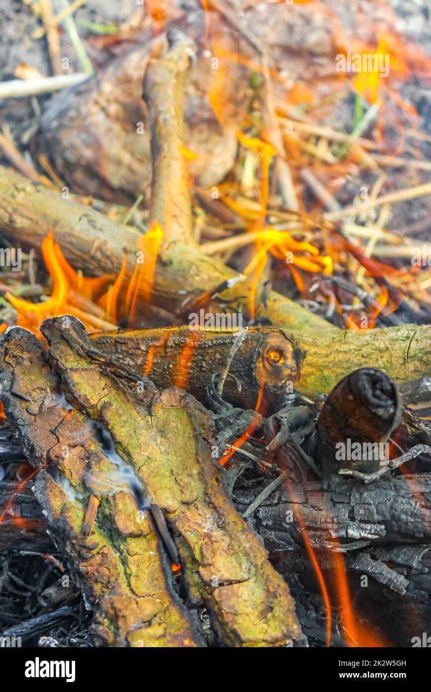 Campfire and burning wood with orange flames Germany Stock Photo - Alamy