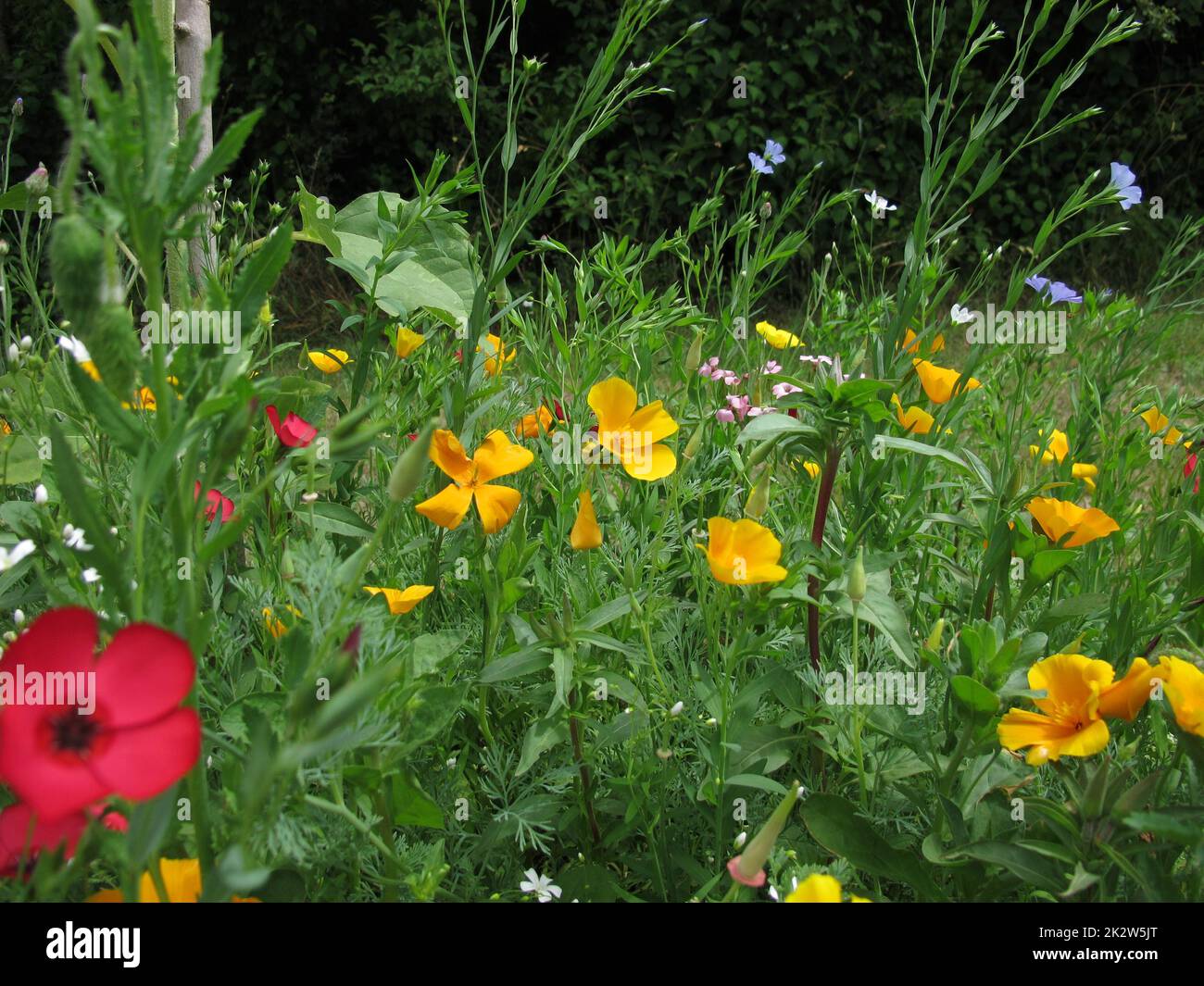 Colorful flower meadow with California Poppy Stock Photo - Alamy