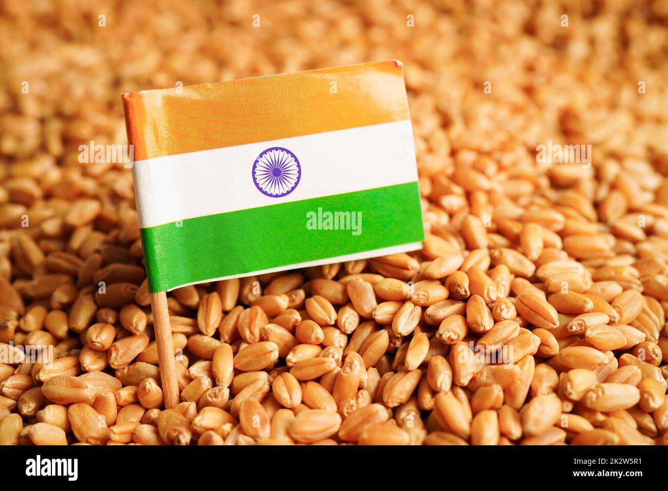Grains wheat with India flag, trade export and economy concept Stock ...