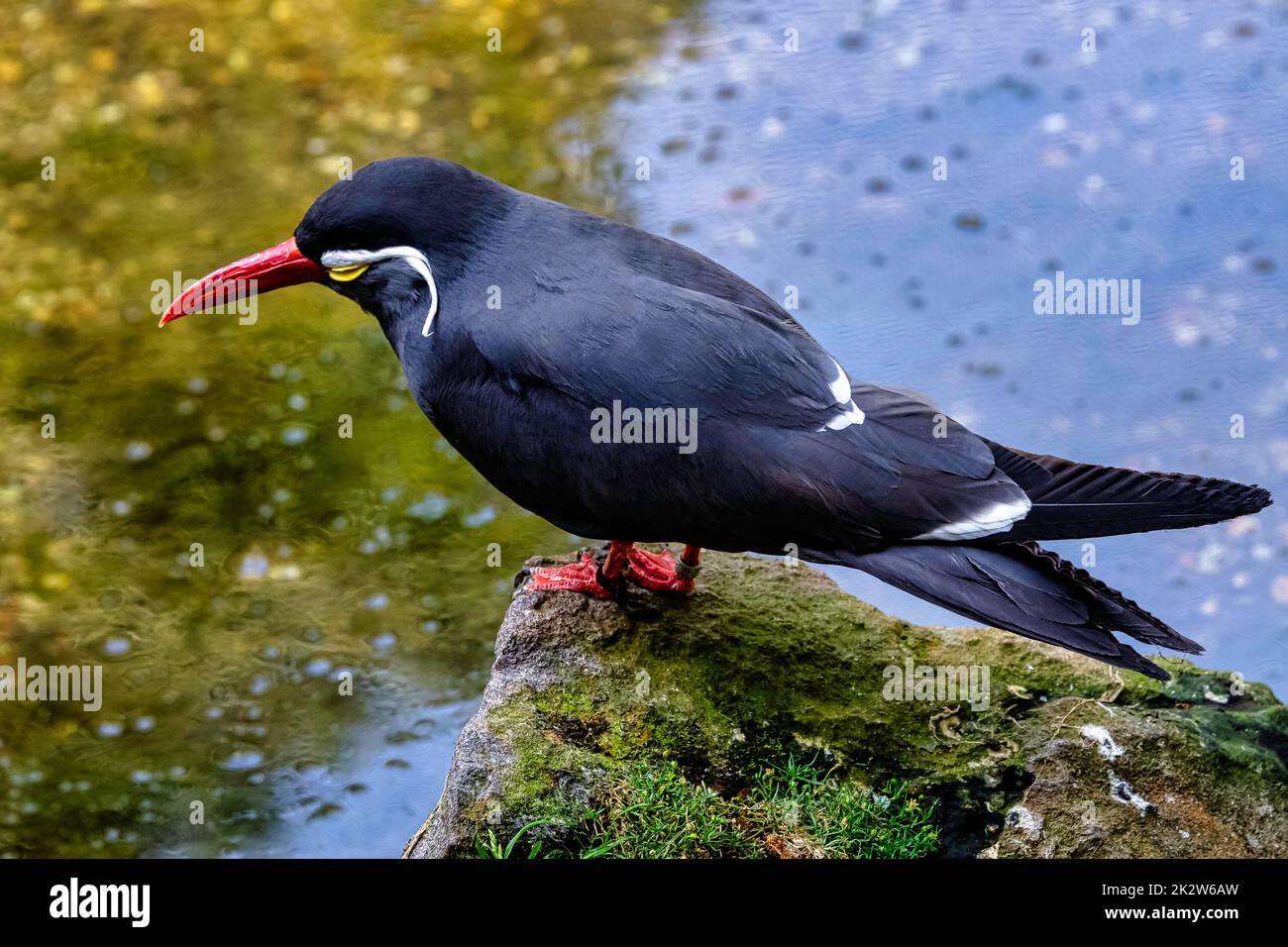Inca tern (Larosterna inca) with uniquely plumaged Stock Photo - Alamy
