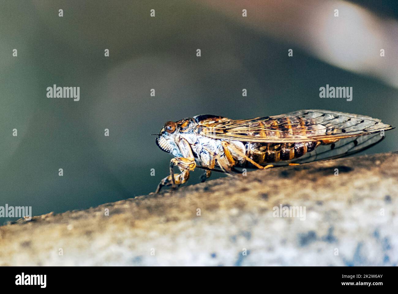 Cretan cicada (Cicada cretensis) - Gouves, Crete, Greece Stock Photo ...