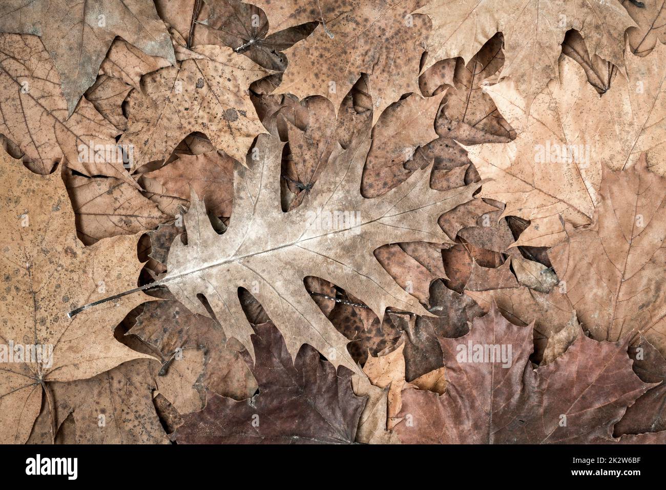 Brown foliage backdrop hi-res stock photography and images - Alamy