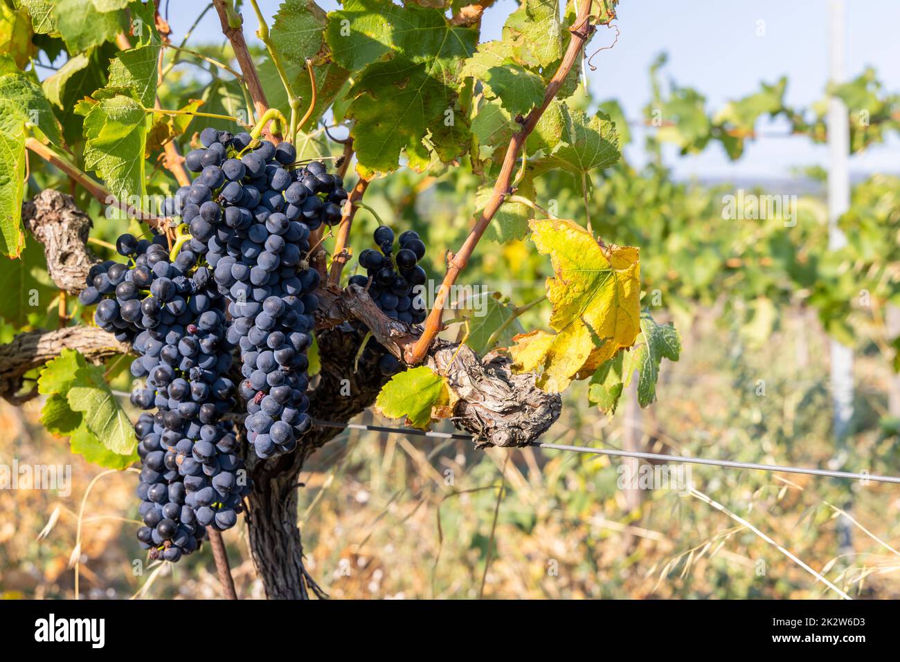 Typical vineyard with blue grapes near Chateauneuf-du-Pape, Cotes du ...