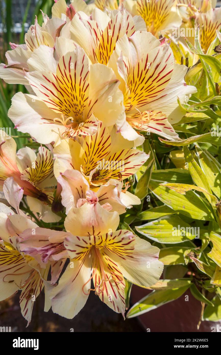 Alstroemeria flowers in the garden in spring Stock Photo - Alamy