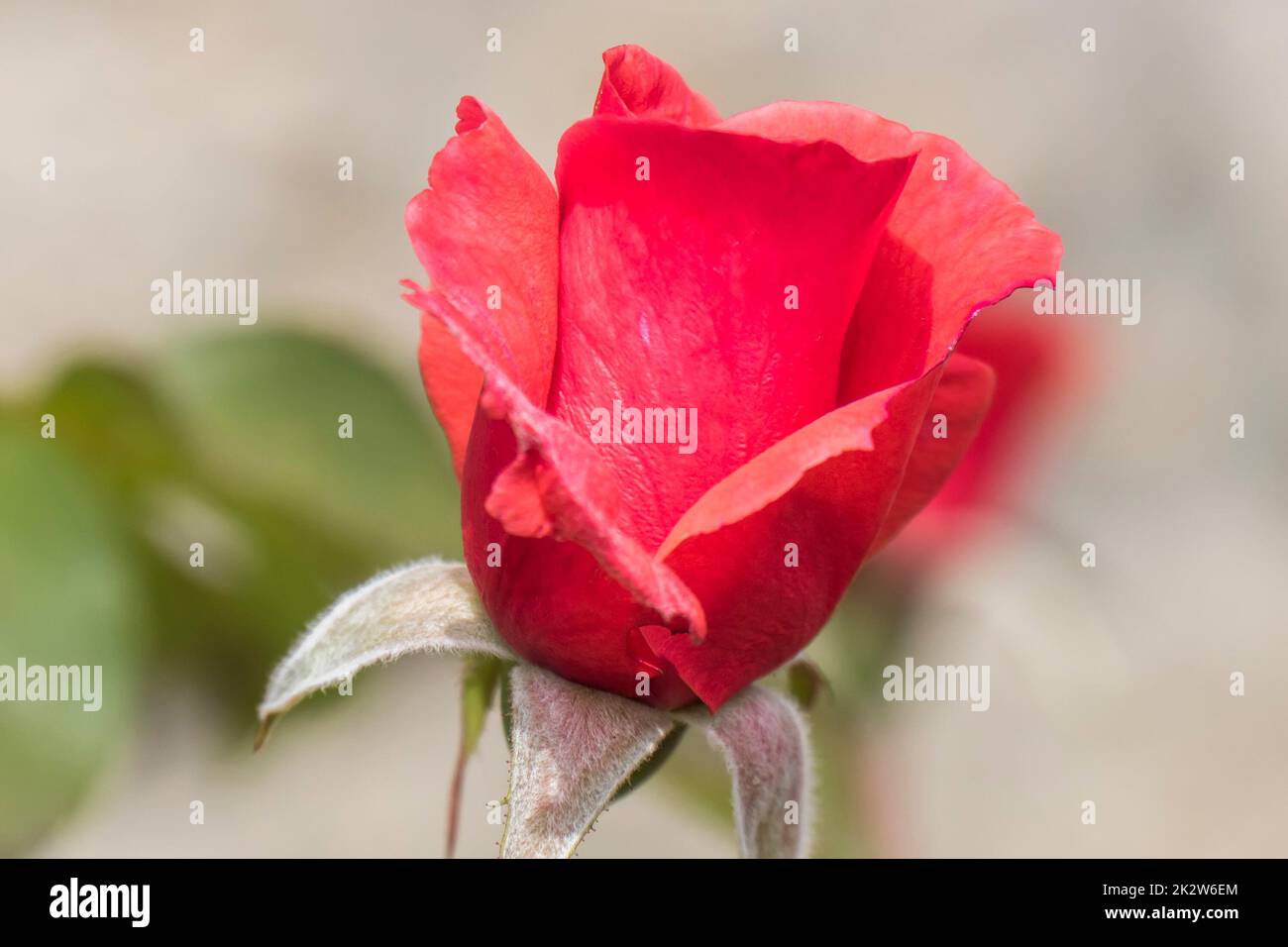 The bud of a rose hi-res stock photography and images - Alamy