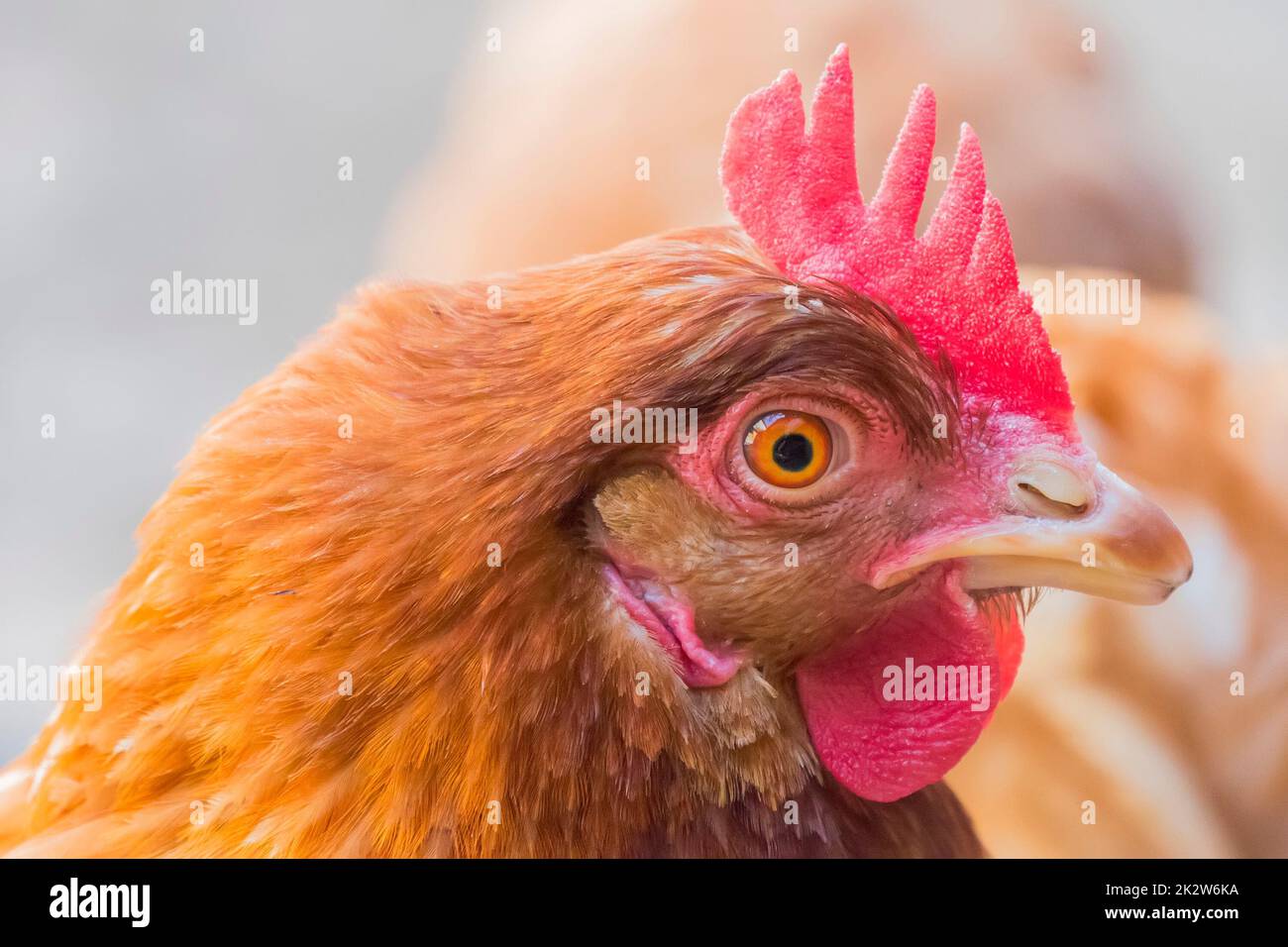 Hen staring because she is curious Stock Photo - Alamy