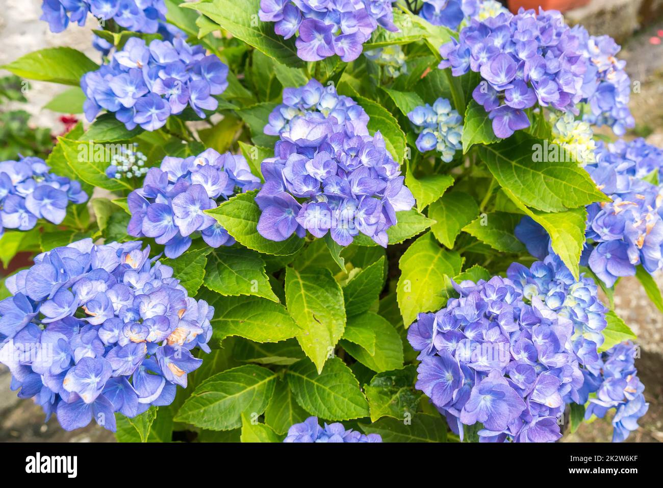 Beautiful blue hydrangeas glowing in early summer Stock Photo - Alamy