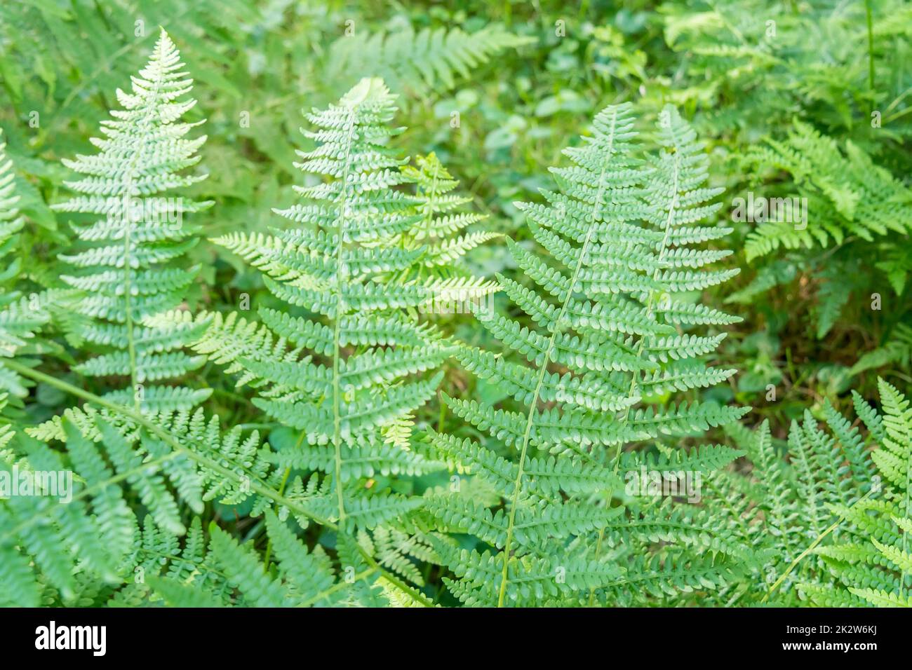 Ferns in detail hi-res stock photography and images - Alamy