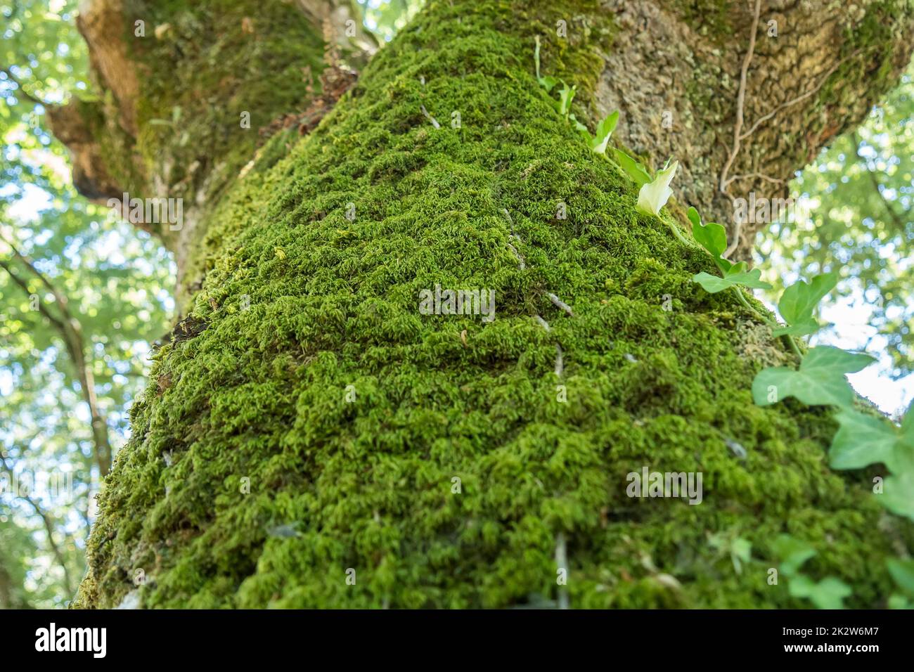 Moss on the northern part of a tree trunk Stock Photo - Alamy