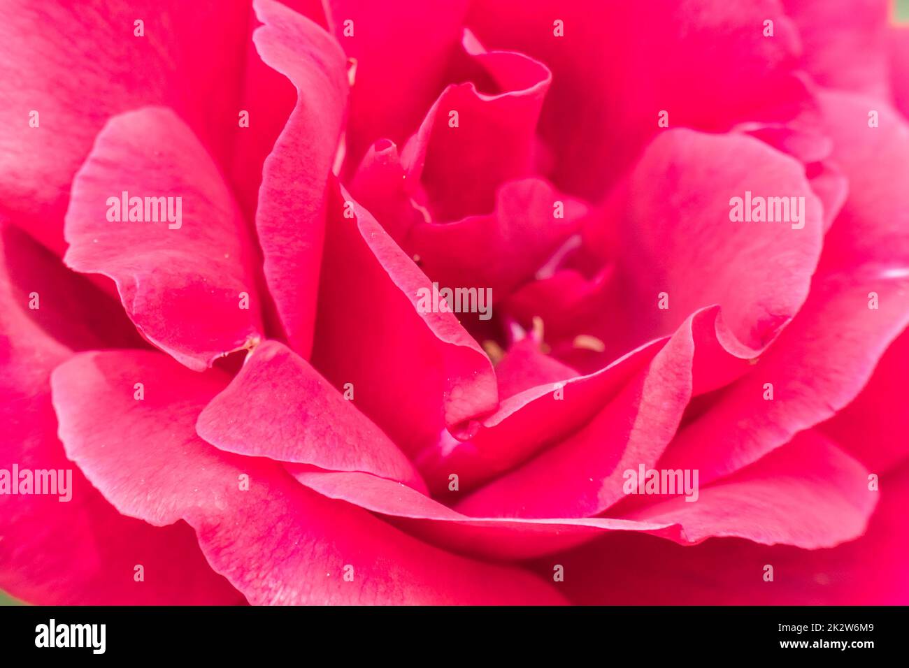 Petals rose hi-res stock photography and images - Alamy