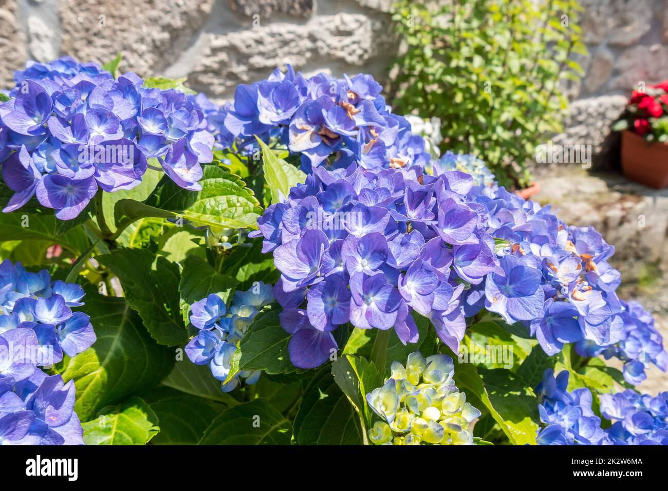 Beautiful blue hydrangeas glowing in early summer Stock Photo - Alamy