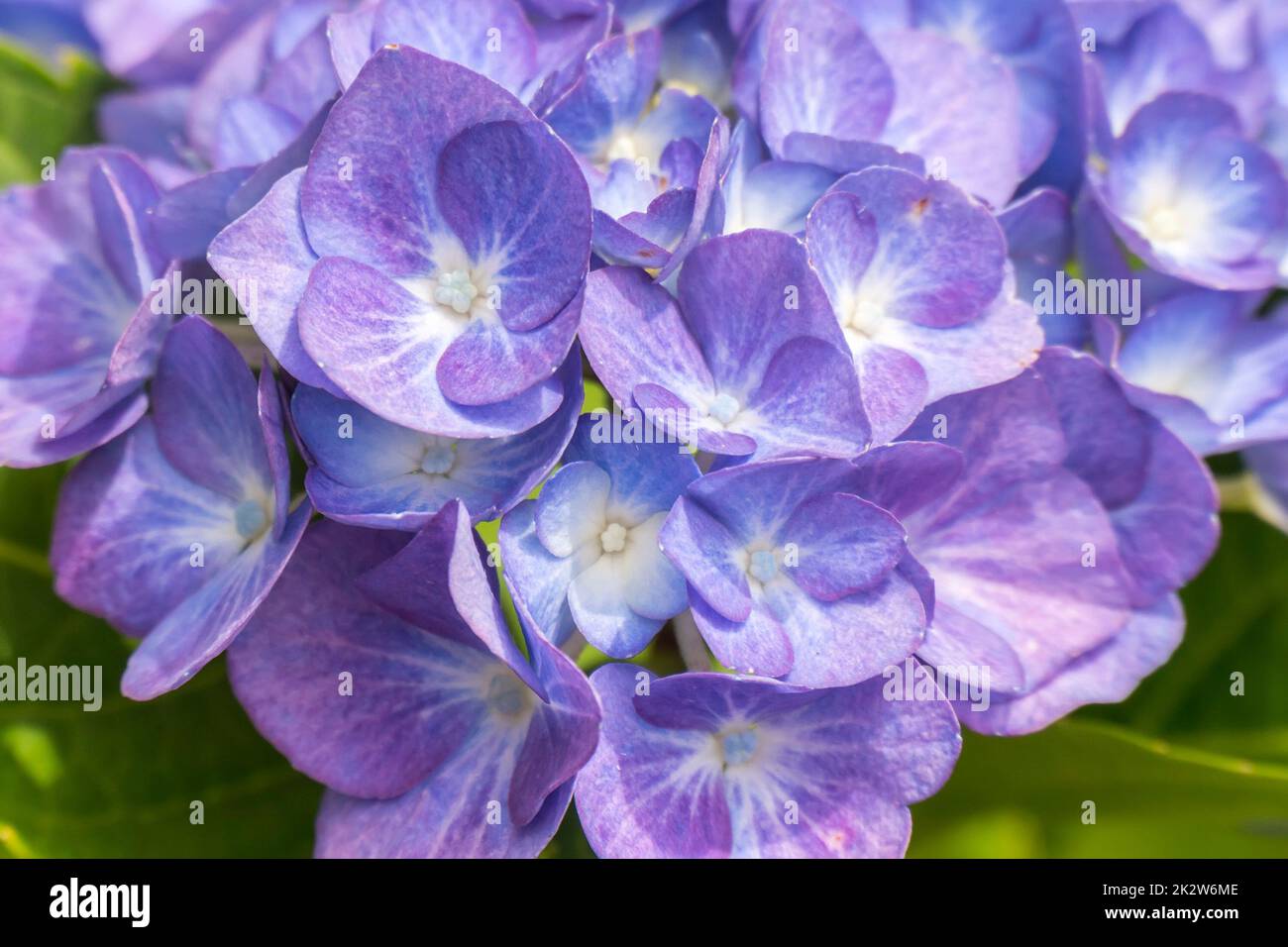Beautiful blue hydrangeas glowing in early summer Stock Photo - Alamy